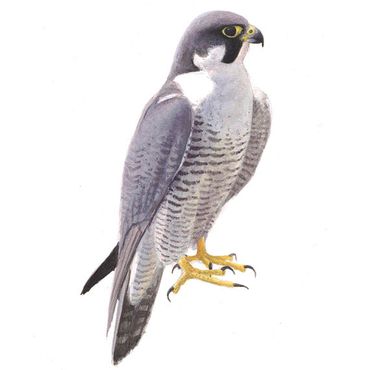 Slechtvalk | Vogelbescherming