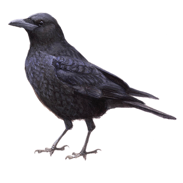 Zwarte kraai | Vogelbescherming
