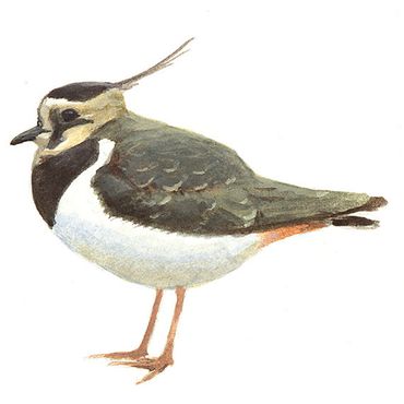 Kievit | Vogelbescherming
