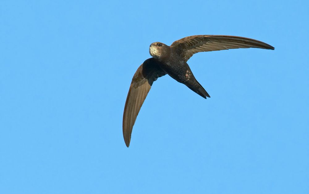 Gierzwaluw | Vogelbescherming