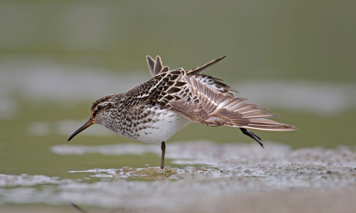 Breedbekstrandloper | Vogelbescherming