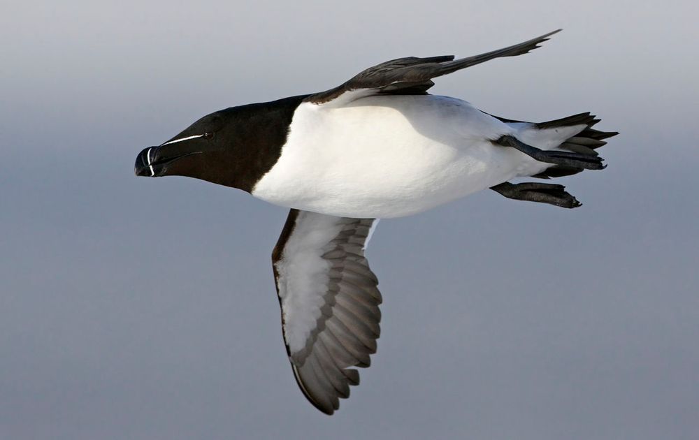 Alk | Vogelbescherming