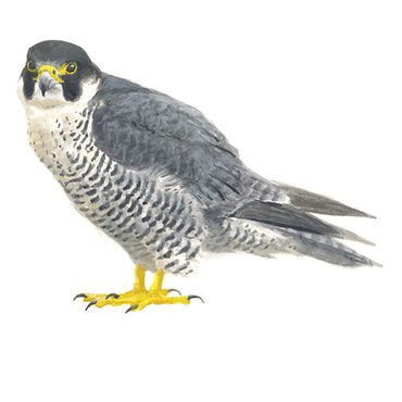 Slechtvalk | Vogelbescherming