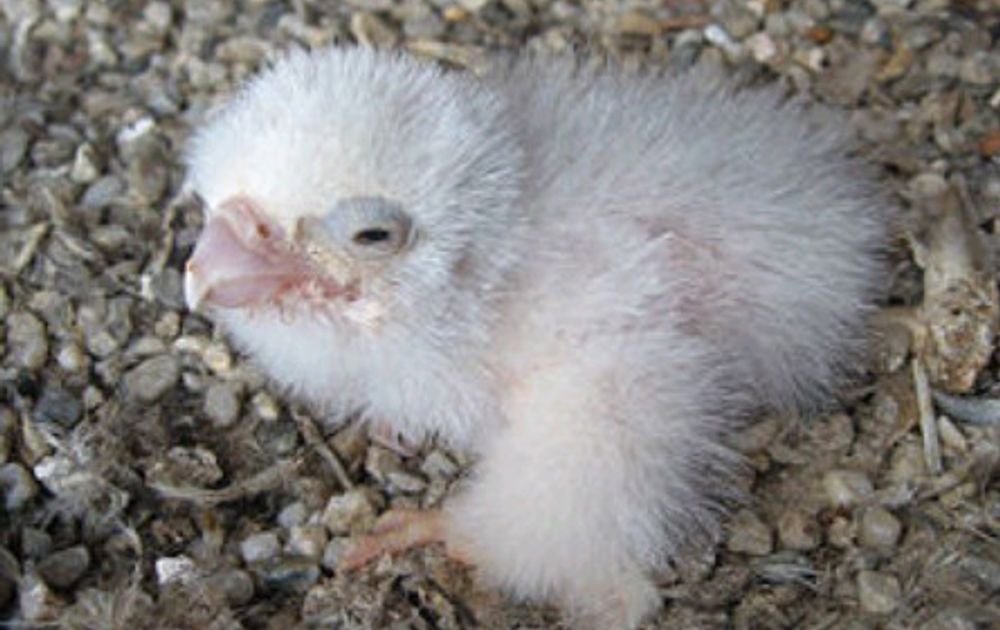 De slechtvalken hebben drie kuikens ! | Vogelbescherming