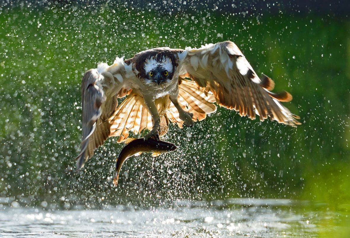 Visarend heeft beet | Vogelbescherming
