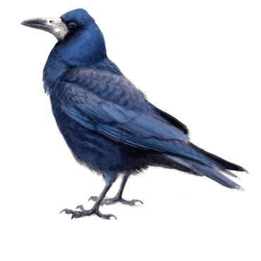 Roek | Vogelbescherming