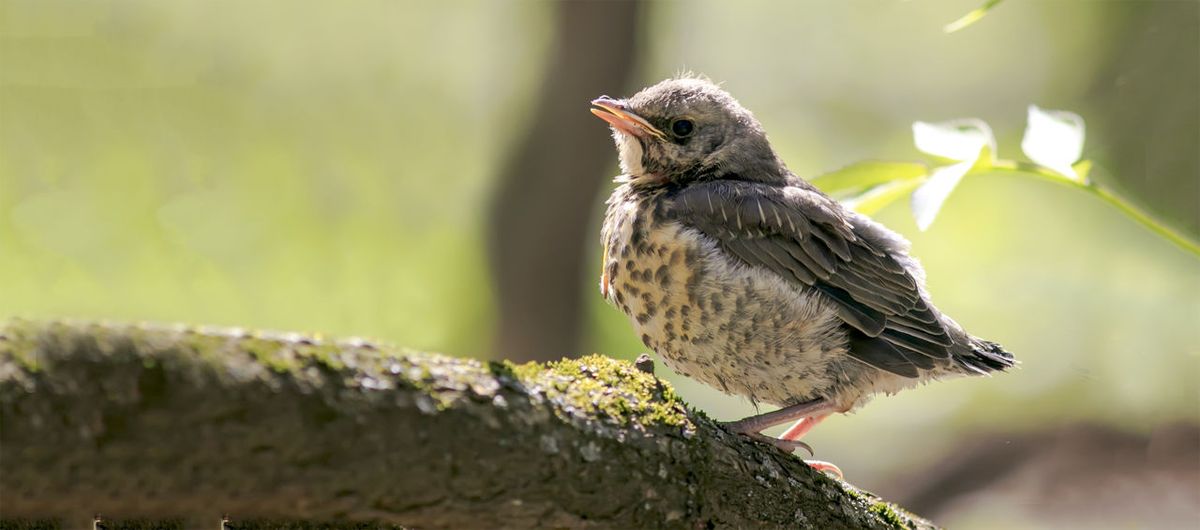 Gevonden vogeltjes | Vogelbescherming