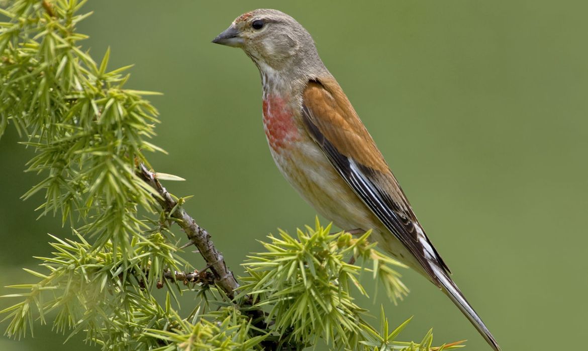 Kneu | Vogelbescherming