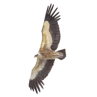 Vale gier | Vogelbescherming