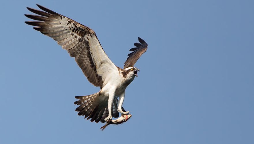 De comeback van de visarend | Vogelbescherming