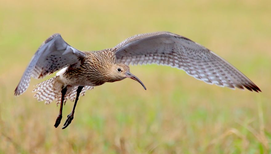 Wie is de wulp? | Vogelbescherming