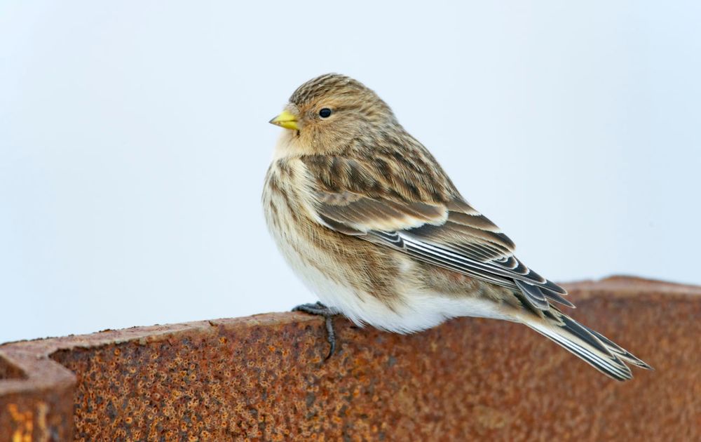 Frater | Vogelbescherming