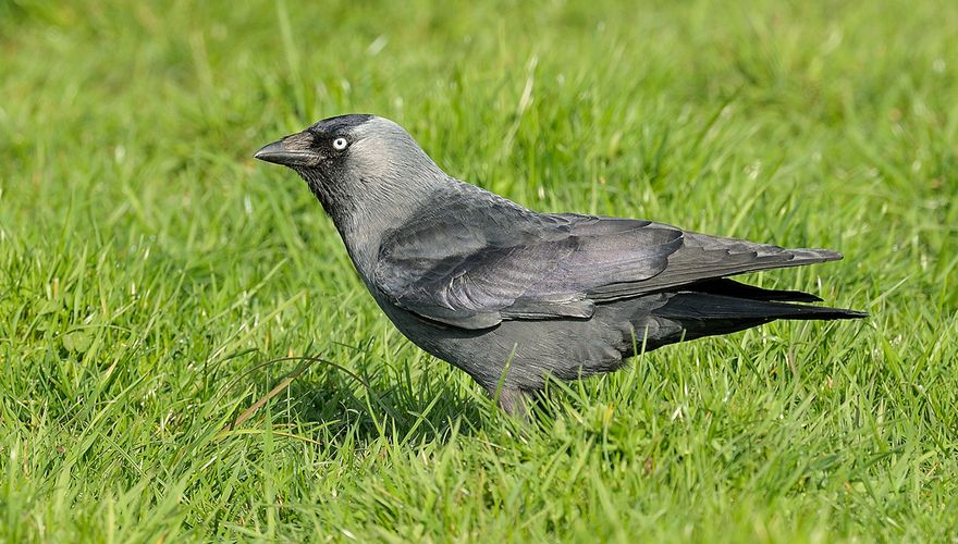 Zwarte kraai vs. raaf | Vogelbescherming