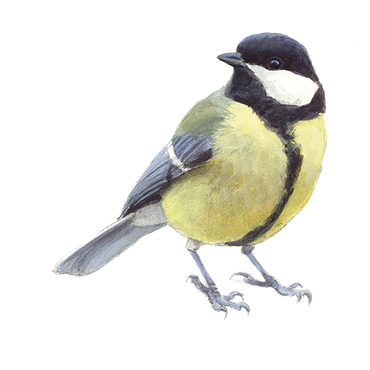 Koolmees | Vogelbescherming.nl