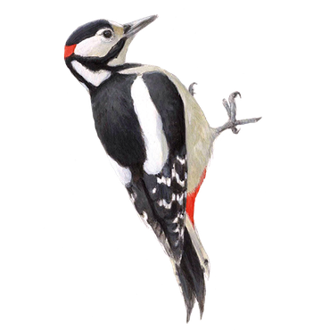 Grote bonte specht | Vogelbescherming