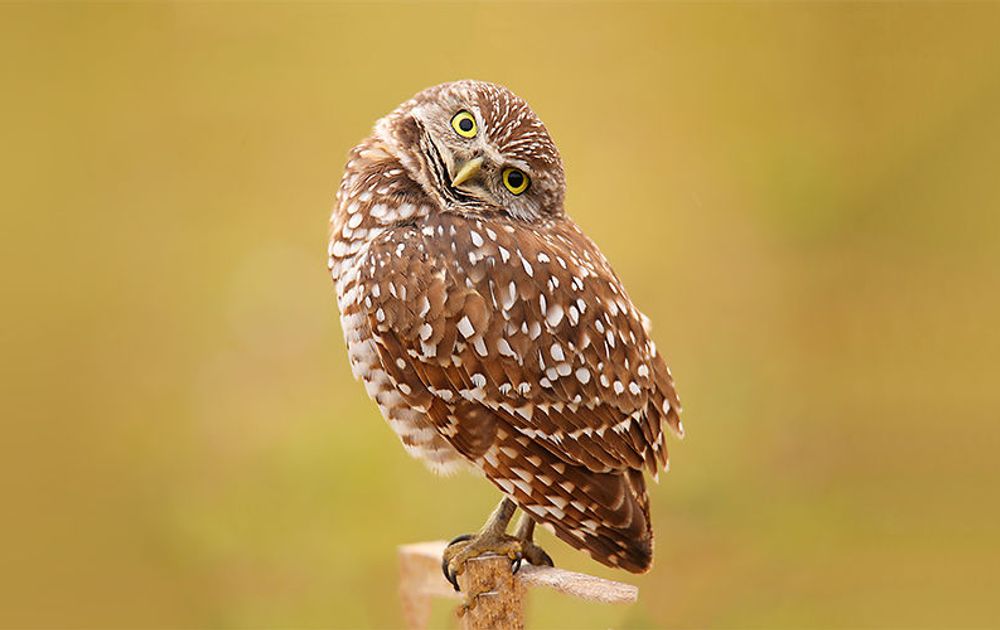 Even voorstellen: de steenuil | Vogelbescherming