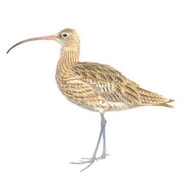 Wulp | Vogelbescherming