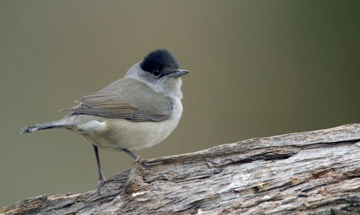 Zwartkop | Vogelbescherming