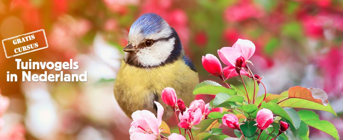Samen voor vogels en natuur | Vogelbescherming