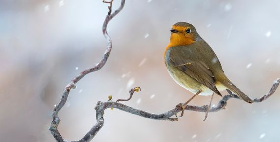 Boomkruiper | Vogelbescherming