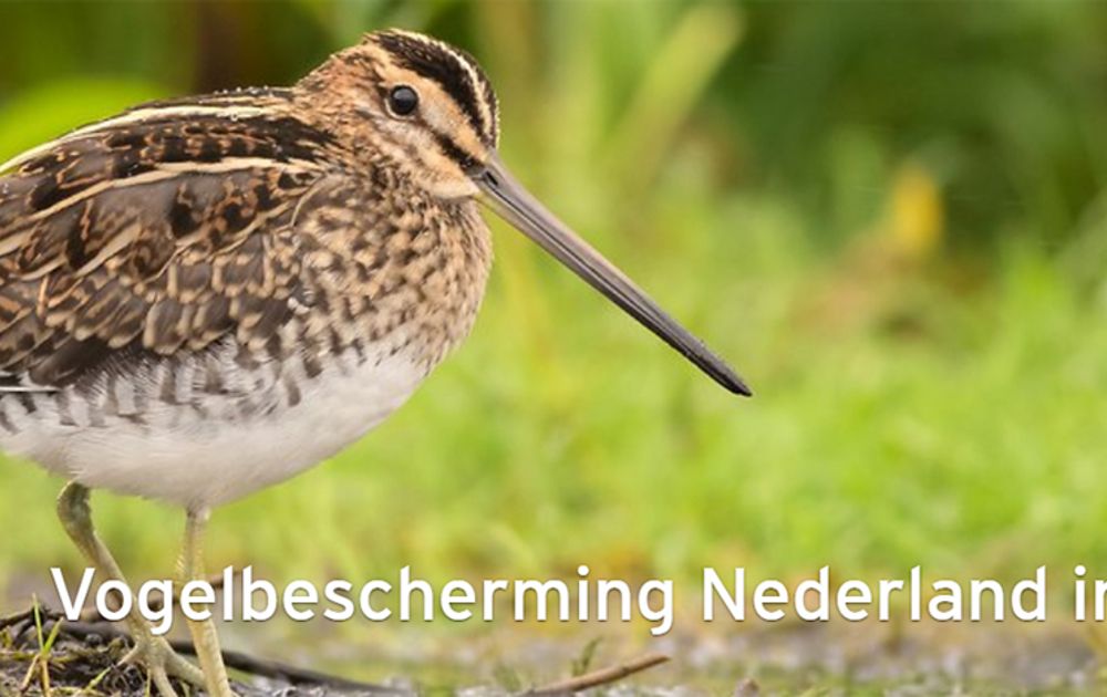 Jaarverslag Vogelbescherming | Vogelbescherming