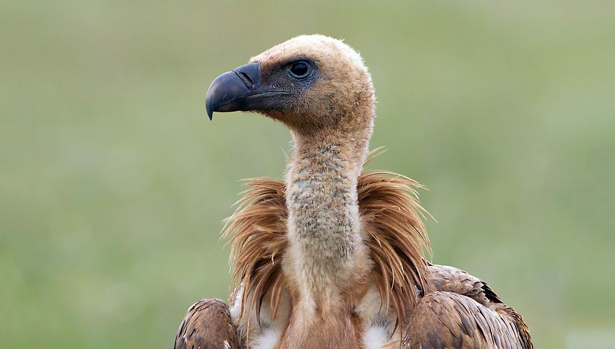 Gieren: een kwestie van dood en leven | Vogelbescherming