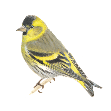 Sijs | Vogelbescherming