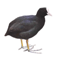 Waterhoen | Vogelbescherming