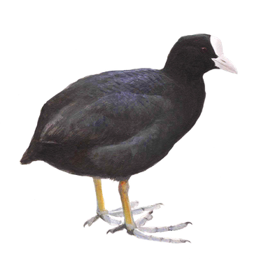 Meerkoet | Vogelbescherming