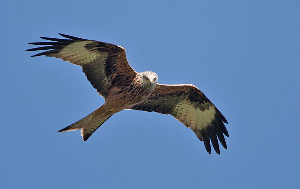 Rode wouw sluipt Nederland binnen | Vogelbescherming