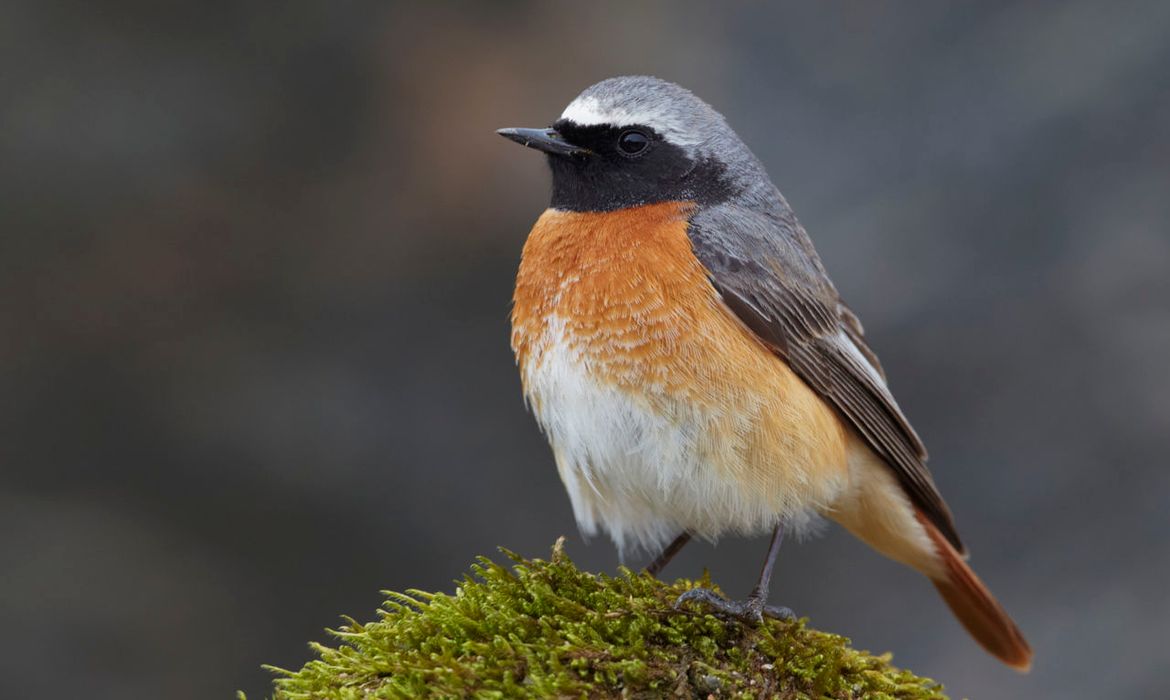 Gekraagde roodstaart | Vogelbescherming