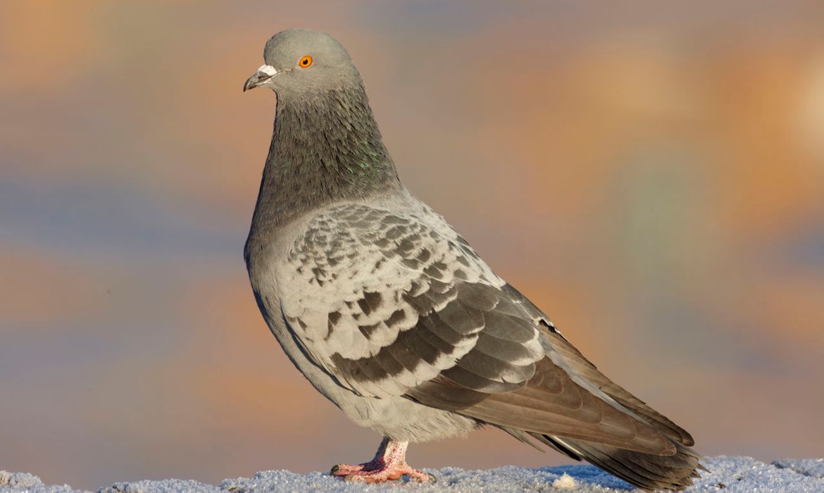 Stadsduif | Vogelbescherming