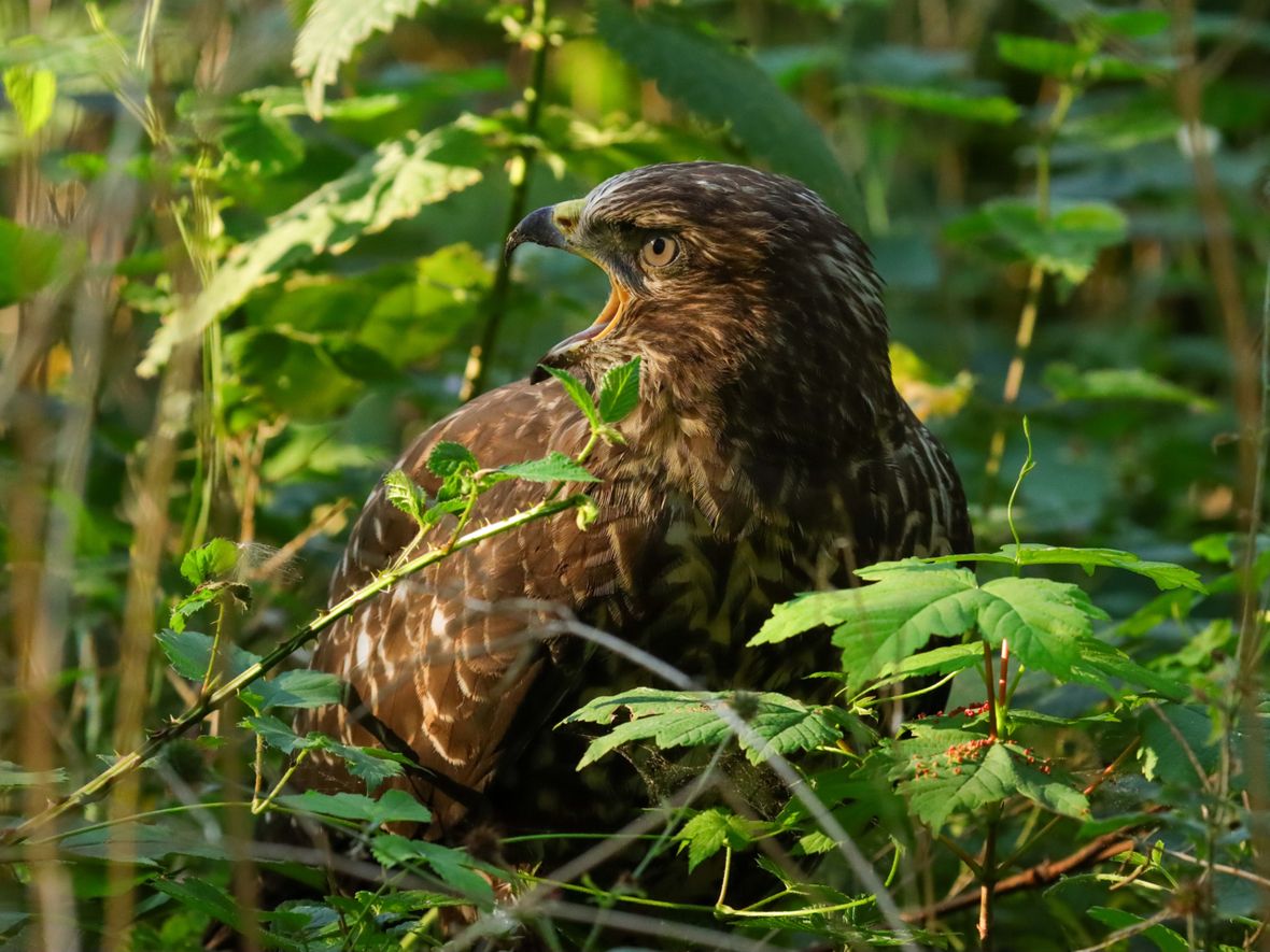 Jonge buizerd heeft honger | Vogelbescherming