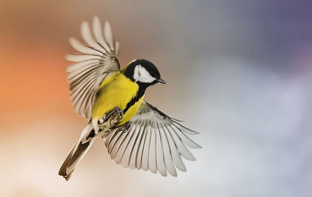 Even voorstellen: koolmees | Vogelbescherming