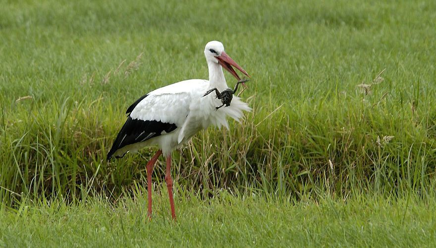 Even voorstellen: de ooievaar | Vogelbescherming