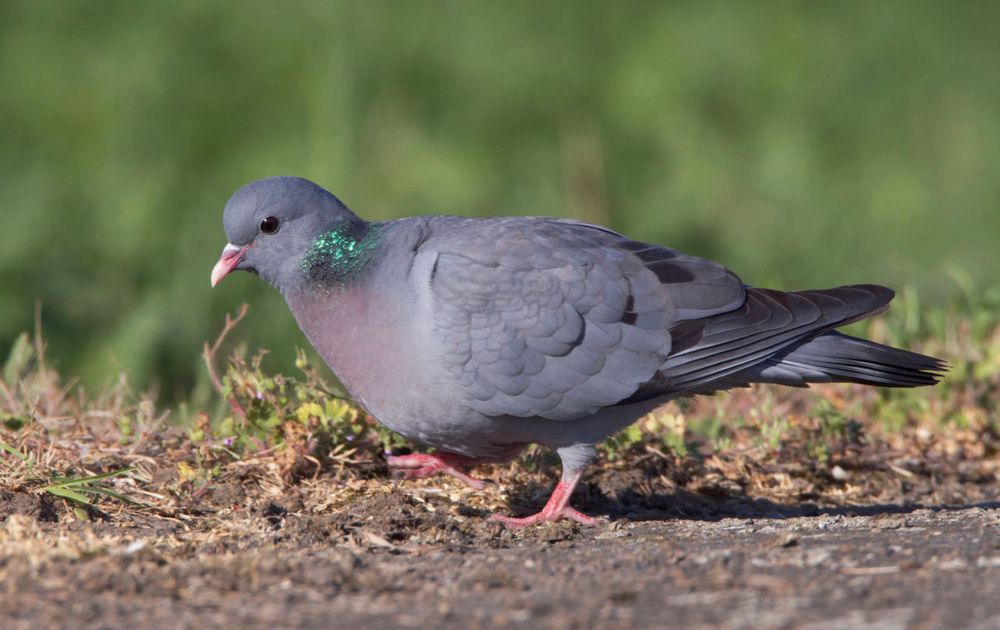 Holenduif | Vogelbescherming