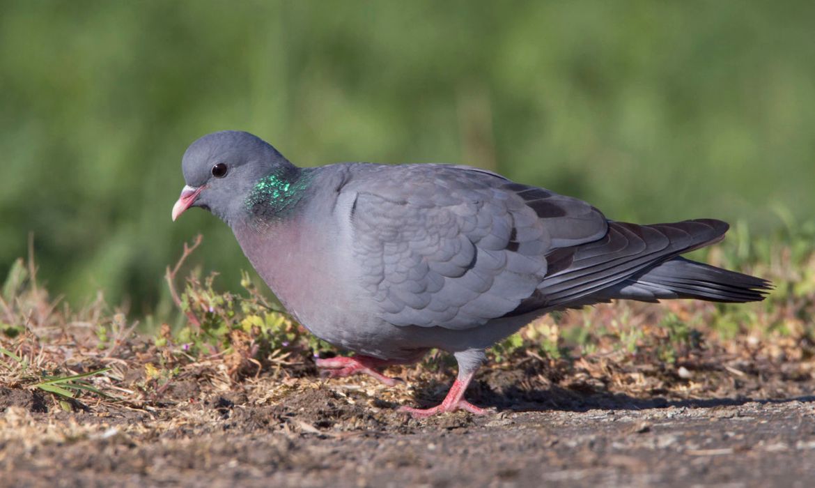 Holenduif | Vogelbescherming