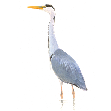 Blauwe reiger | Vogelbescherming