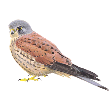 Torenvalk | Vogelbescherming