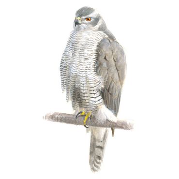 Havik | Vogelbescherming