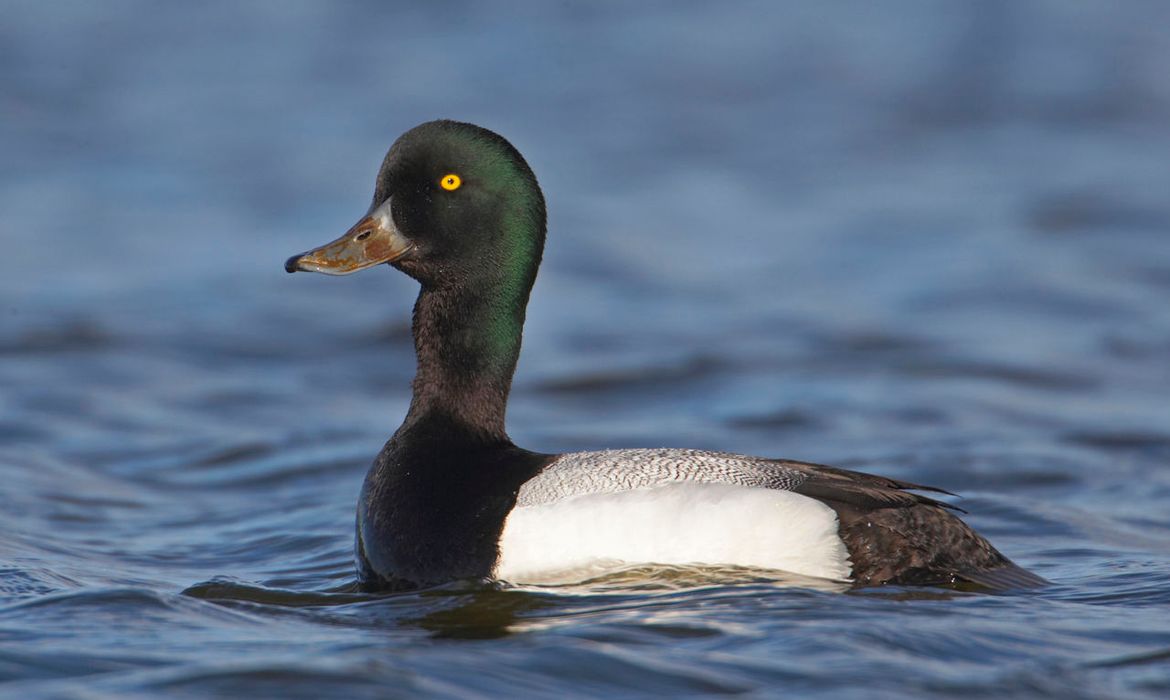 Topper | Vogelbescherming