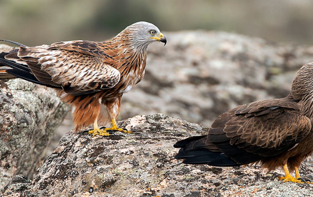 Rode wouw vs. zwarte wouw | Vogelbescherming