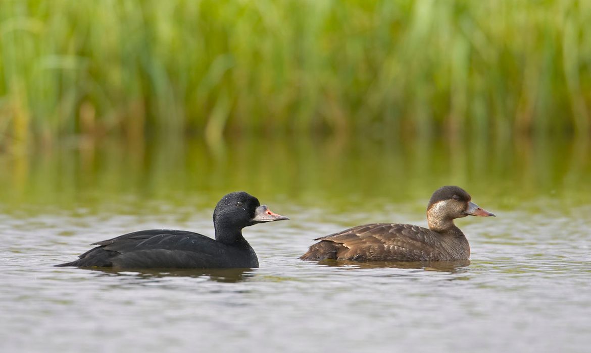 Zwarte zee-eend | Vogelbescherming
