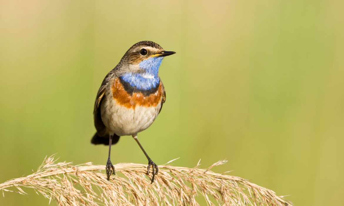 Blauwborst | Vogelbescherming