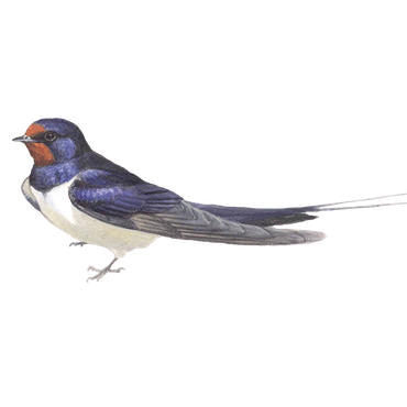 Boerenzwaluw | Vogelbescherming