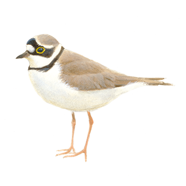 Kleine plevier | Vogelbescherming