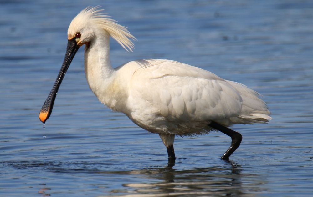Lepelaar | Vogelbescherming