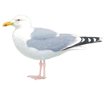 Zilvermeeuw | Vogelbescherming