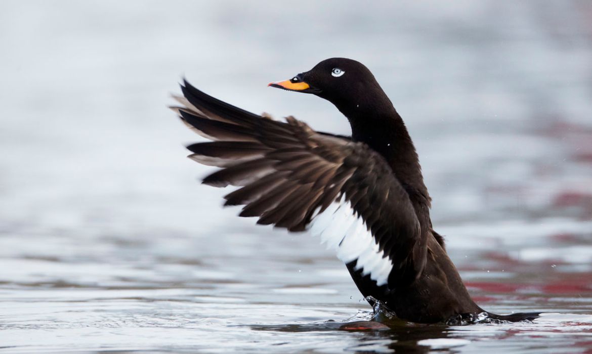 Grote zee-eend | Vogelbescherming