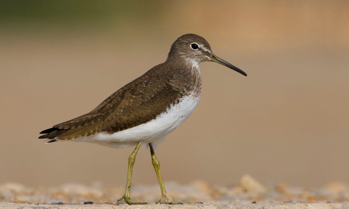 Witgat | Vogelbescherming